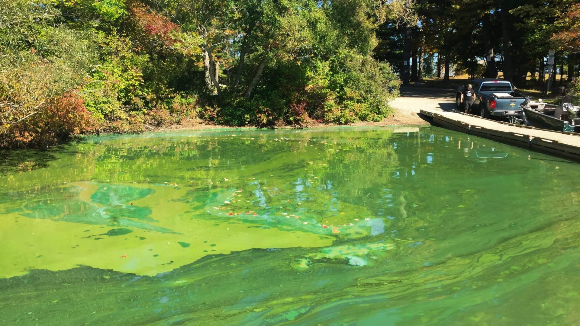 Cyanobacteria Algae Bloom